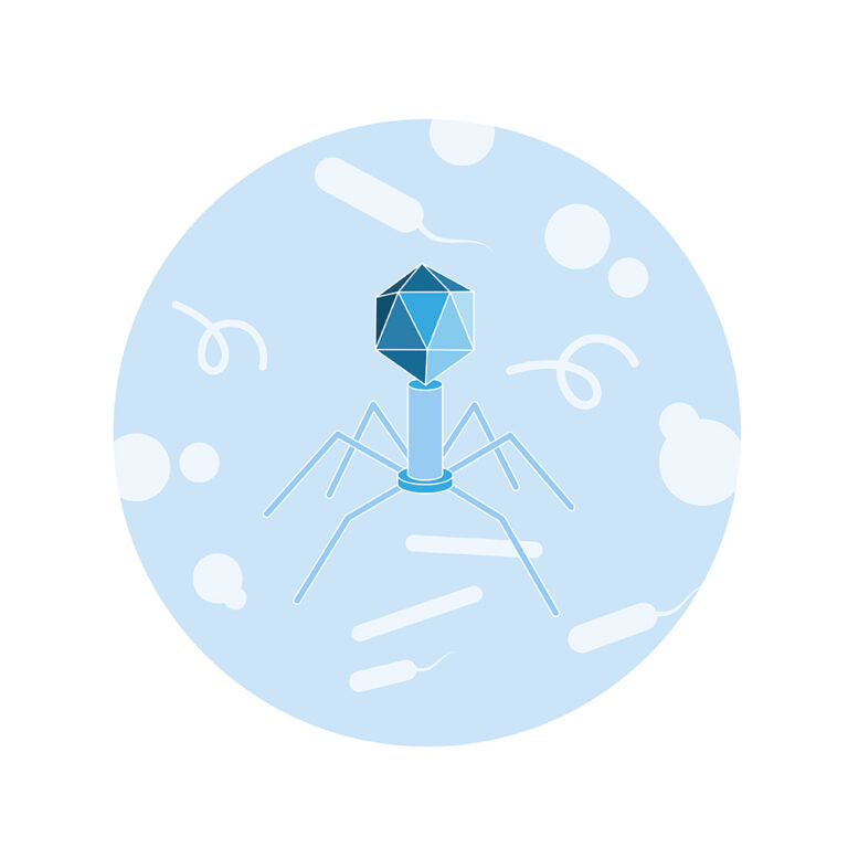 SPP 2330 – New Concepts in Prokaryotic Virus-host Interactions