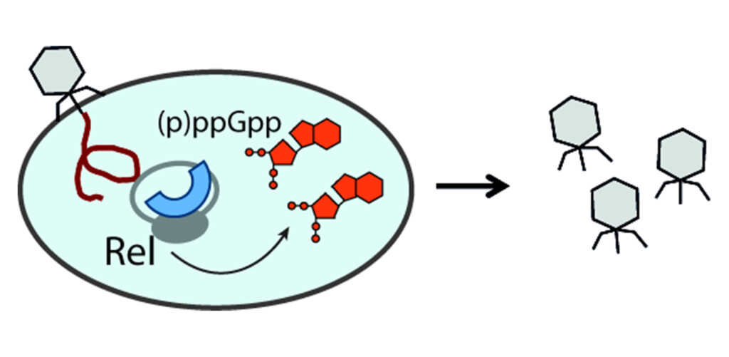Research Areas – SPP 2330