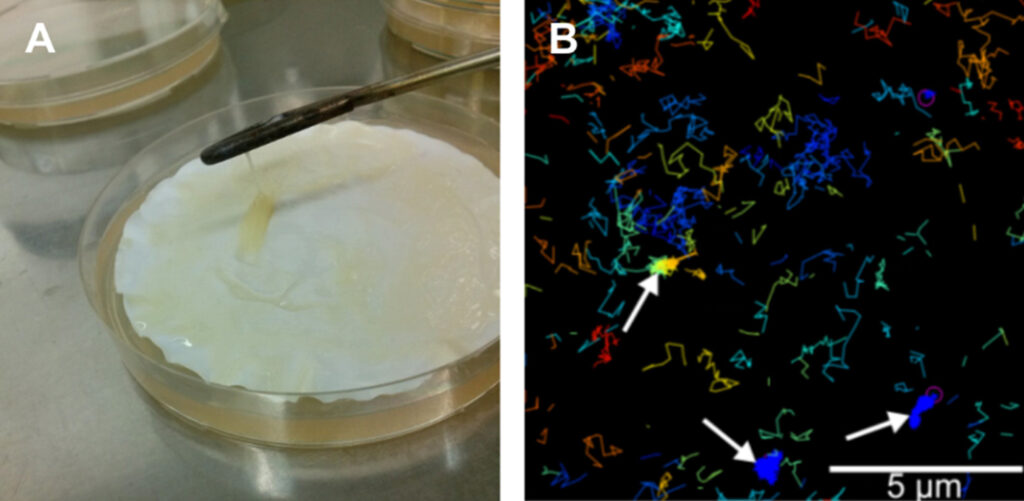 Project Barbirz – SPP 2330