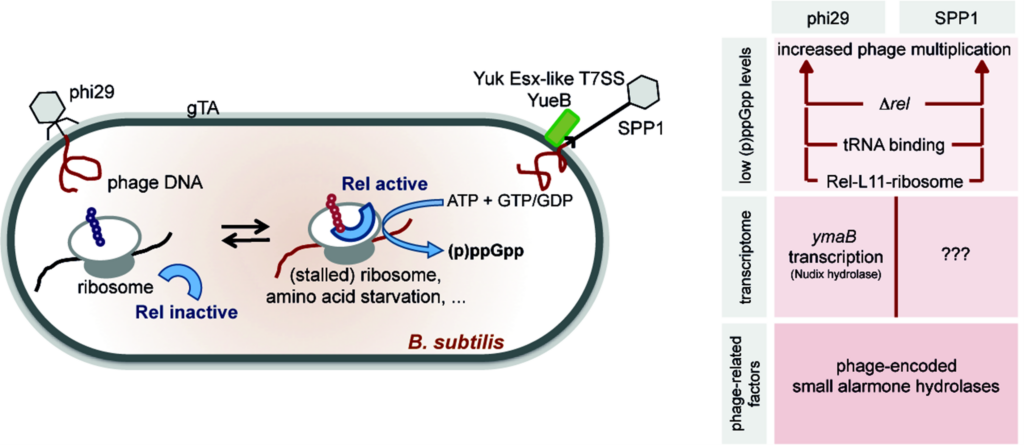 Project Bange – SPP 2330
