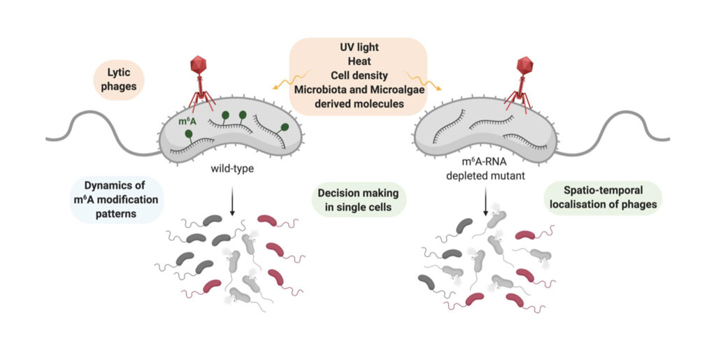 Project Jung – SPP 2330