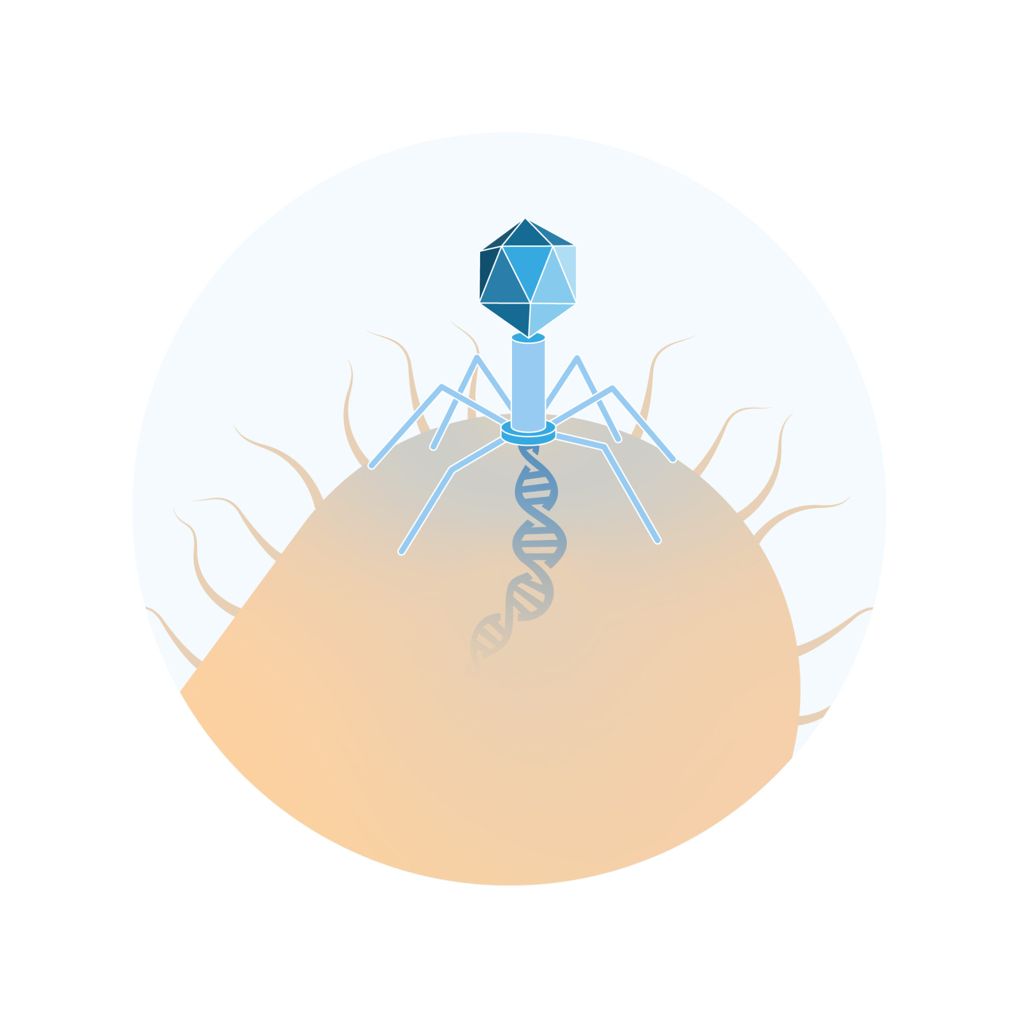 SPP 2330 – New Concepts in Prokaryotic Virus-host Interactions