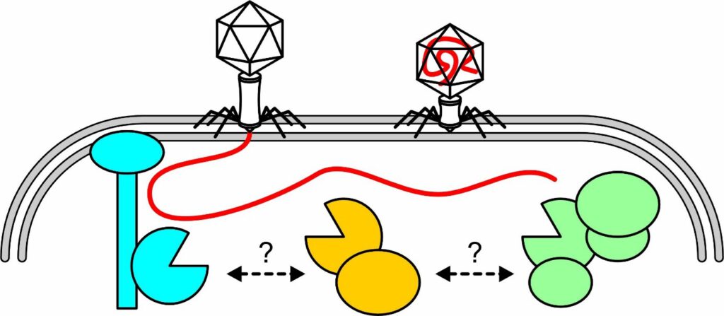 Project Antelmann / Wahl – SPP 2330